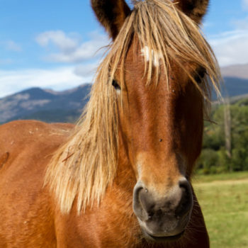 HPU-test paard - Keac Parkstad